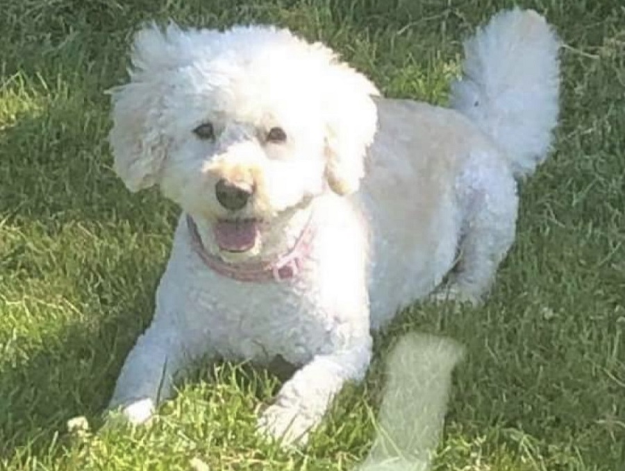 pet commissions – Sophie Huddlestone