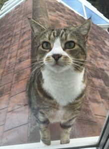 pet commissions – Sophie Huddlestone